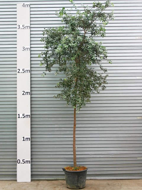 Palmbrokers - Catalogue - Indoor Trees for Hire